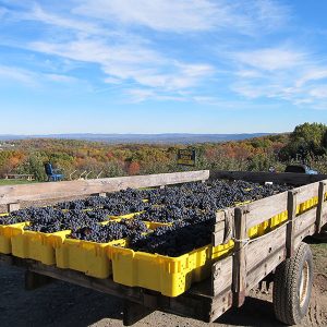 Quartz Rock Vineyard, Member Shawangunk Wine Trail